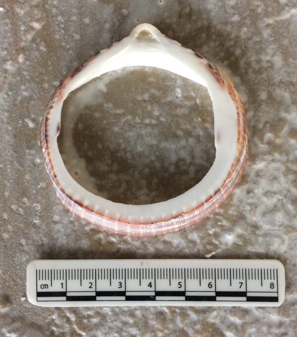 Hands-On Archaeology: How to Make a Shell Bracelet