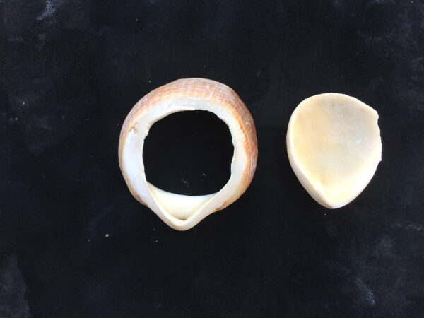 Hands-On Archaeology: How to Make a Shell Bracelet
