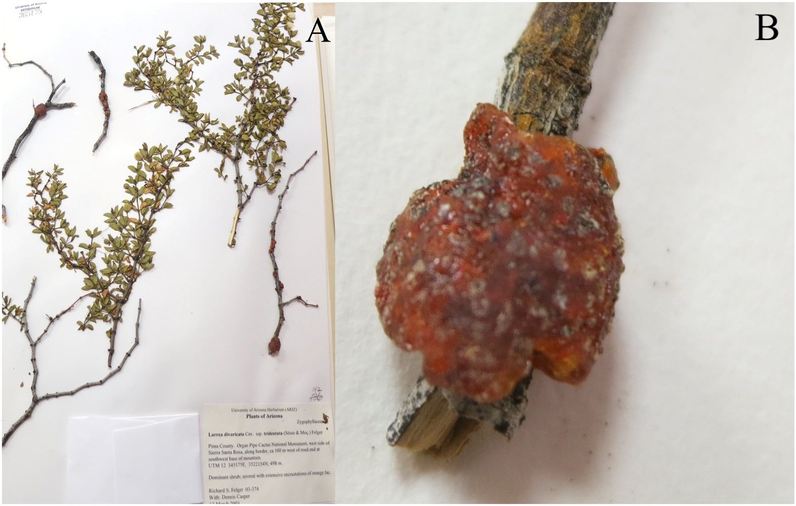 Insect Lac in Southwestern Cultural Heritage - Archaeology Southwest