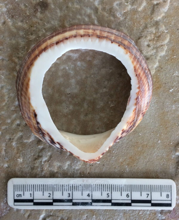 Hands-On Archaeology: How to Make a Shell Bracelet