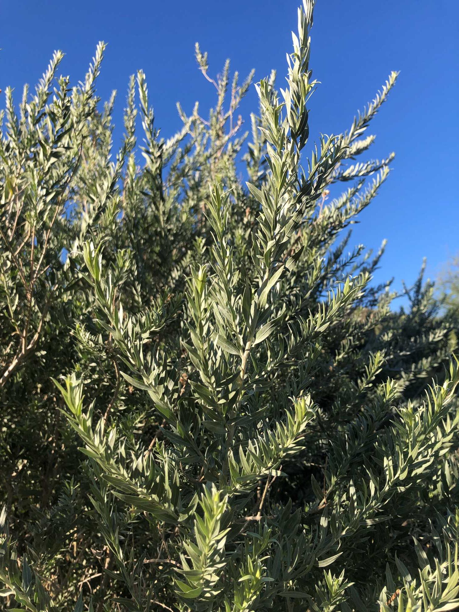 Insect Lac in Southwestern Cultural Heritage - Archaeology Southwest