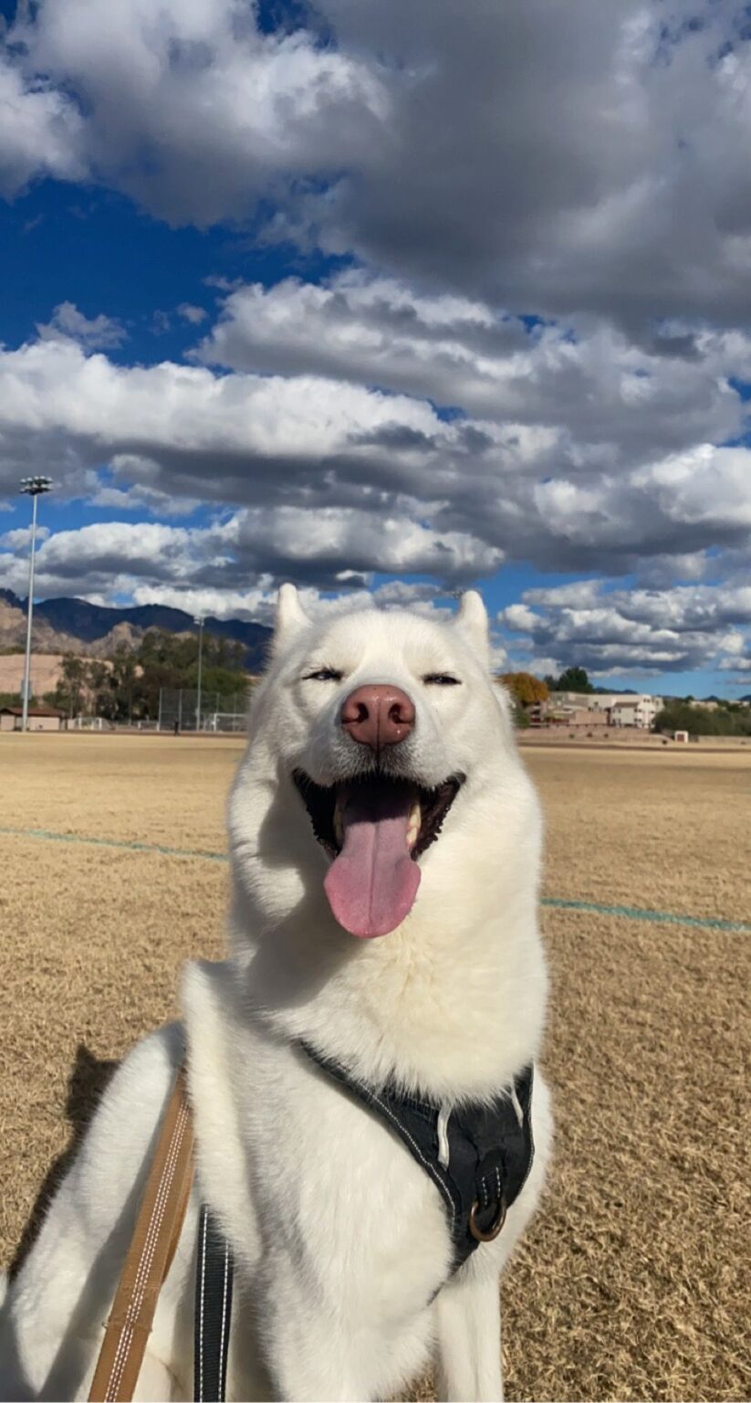 More than a Pet, Part 2 - Archaeology Southwest