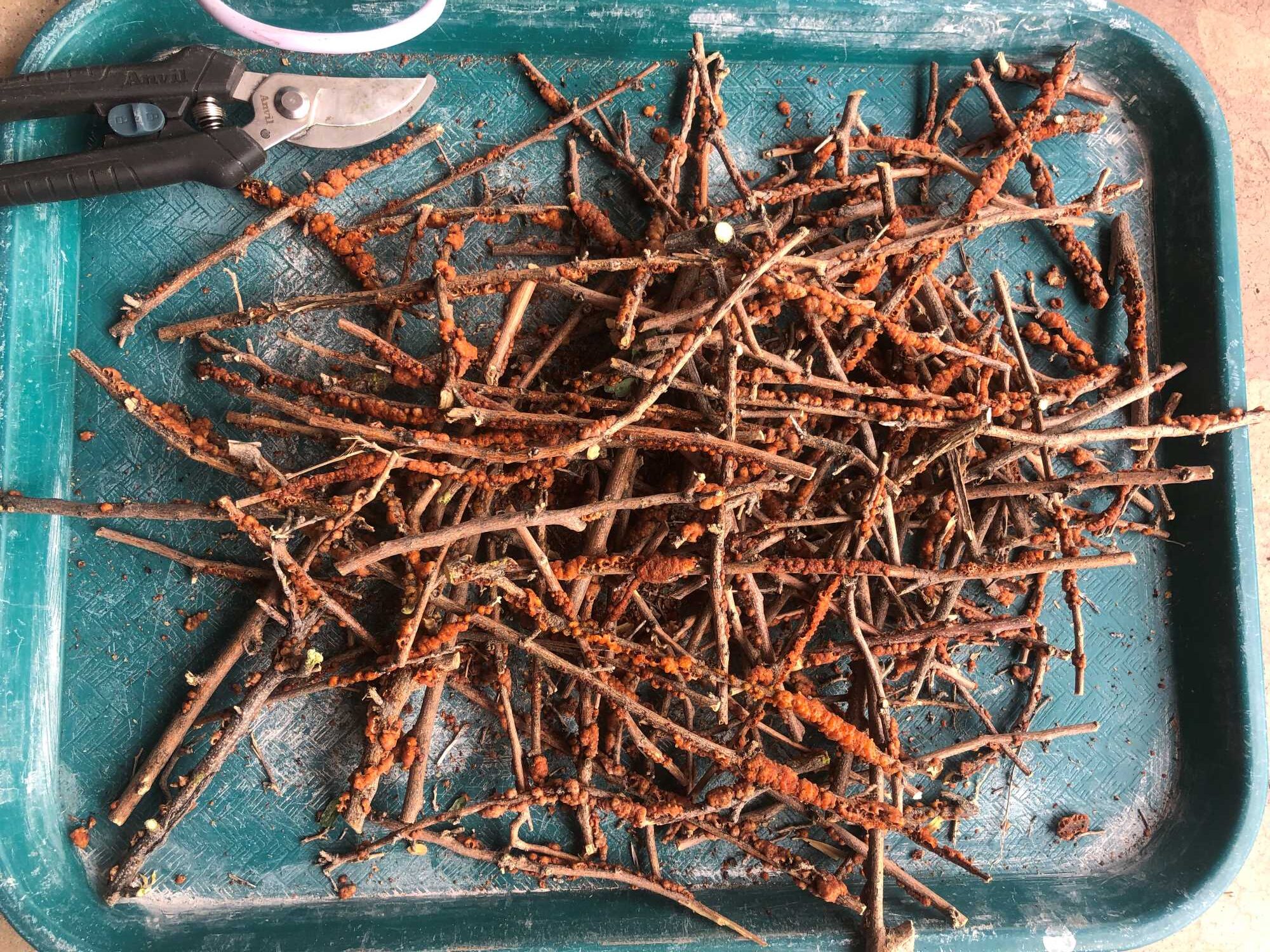 Hands-On Archaeology: How to (Ethically) Harvest Lac - Archaeology ...