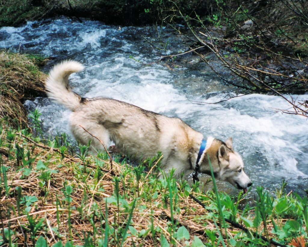 More than a Pet, Part 2 - Archaeology Southwest