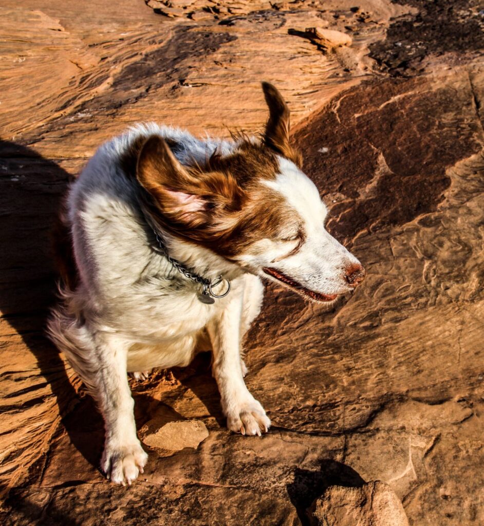 More than a Pet, Part 2 - Archaeology Southwest